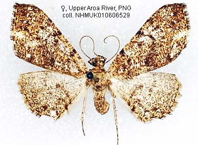 Papua Insects Foundation (Lepidoptera/Geometridae(Ennominae ...